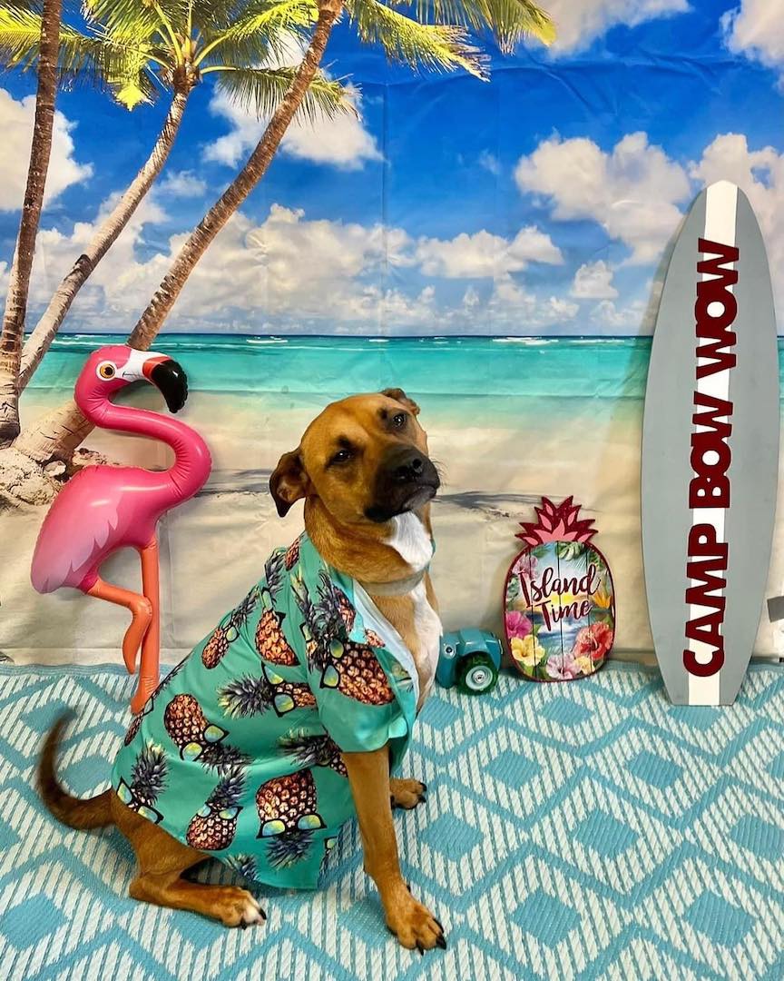 National Dog Day Pensacola Junk Removal National Dog Day Pensacola Junk Removal